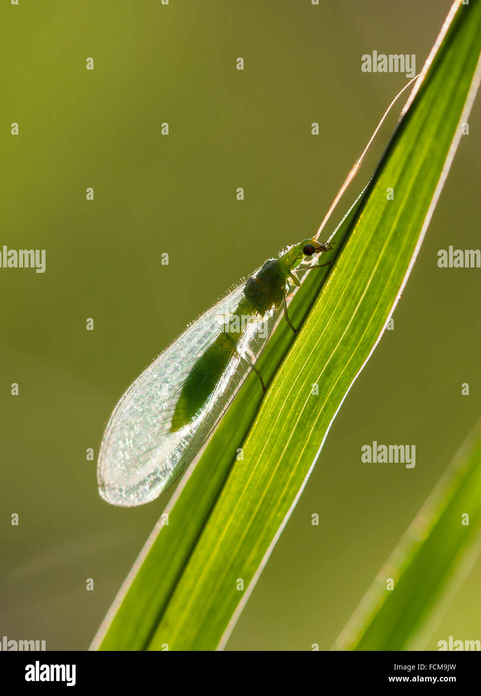 Lacewing flies hi-res stock photography and images - Alamy
