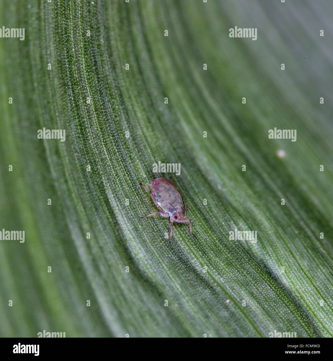 Corn louse hi-res stock photography and images - Alamy