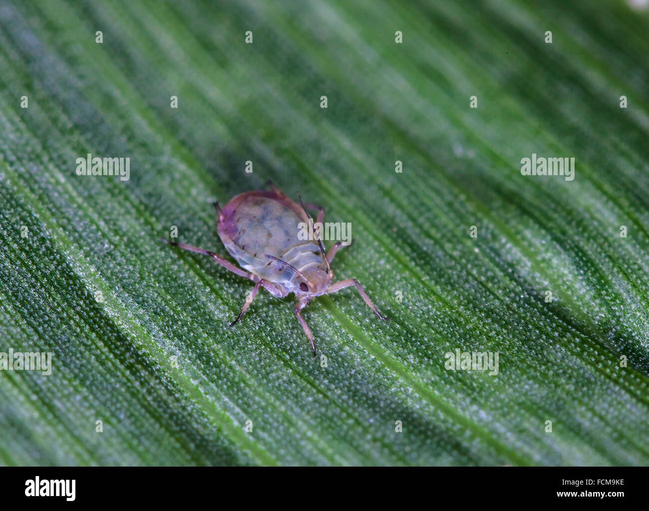 Plant Louse High Resolution Stock Photography and Images - Alamy