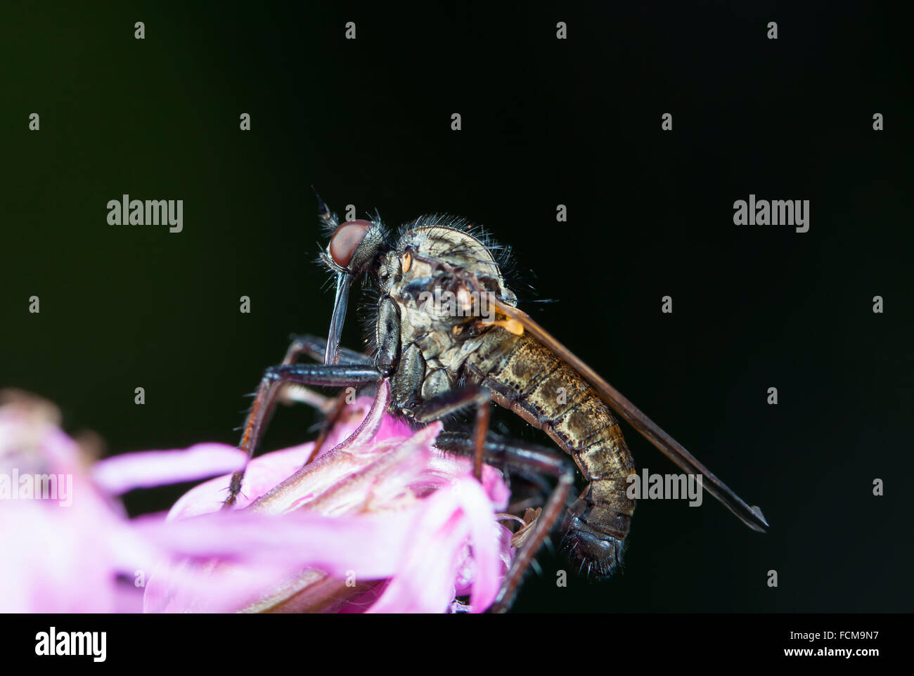 Grass fly asilidae hi-res stock photography and images - Alamy