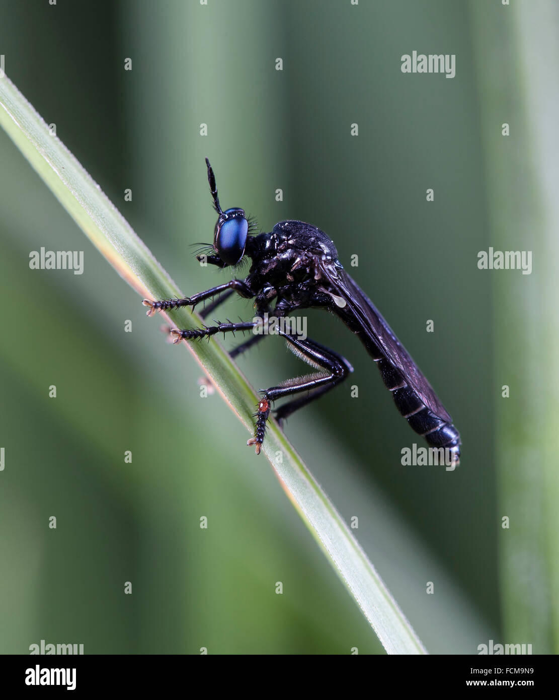 Midge predator hi-res stock photography and images - Alamy