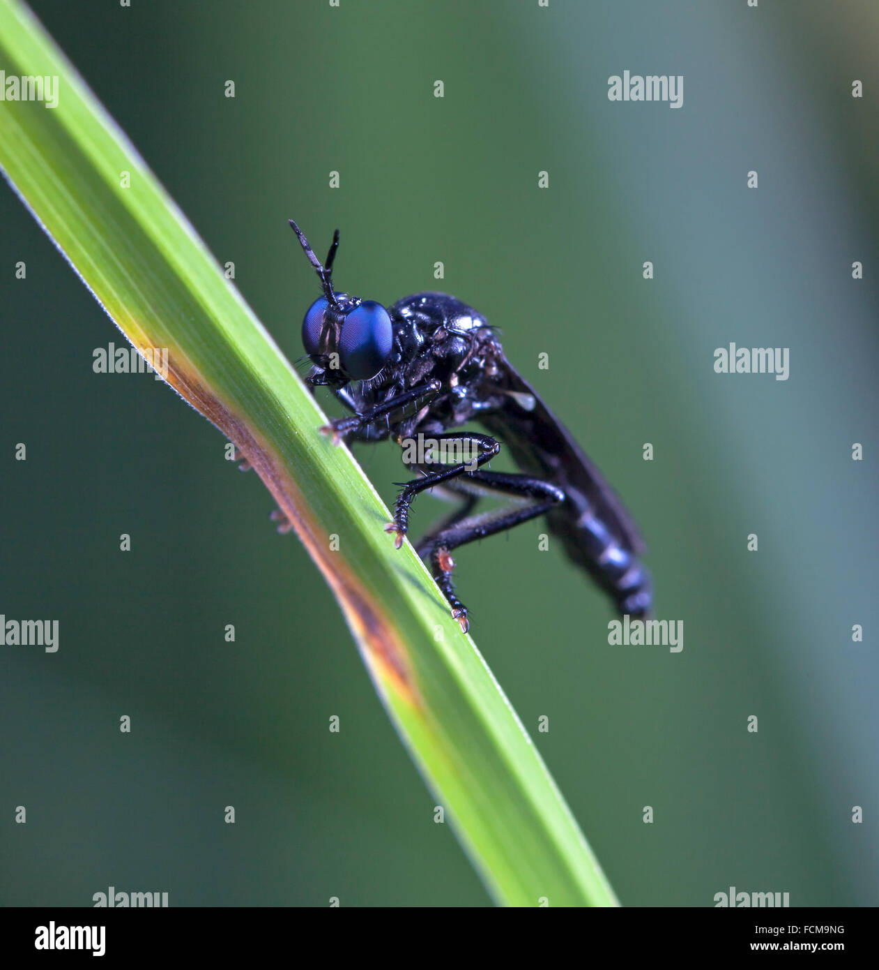 Midge predator hi-res stock photography and images - Alamy
