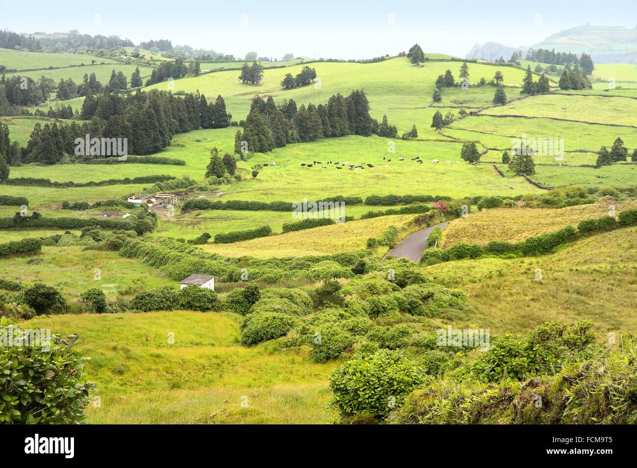 Country landscape in Sao Miguel island Azores Portugal Stock Photo - Alamy