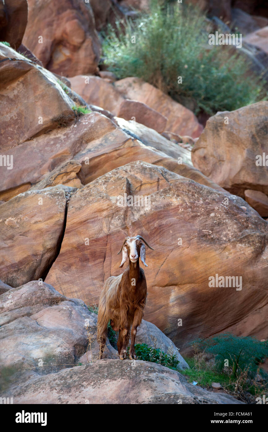 Jordan goat hi-res stock photography and images - Alamy