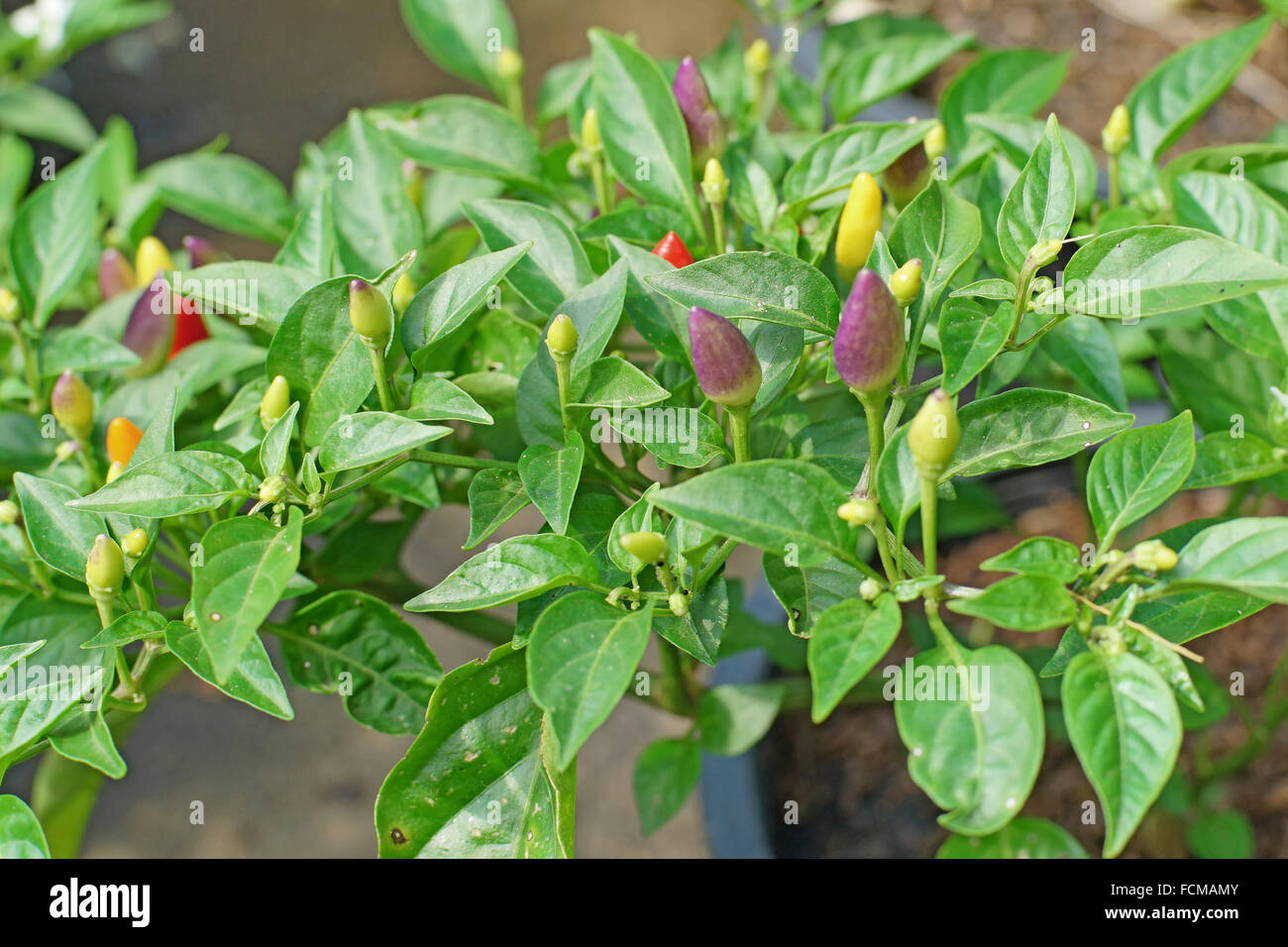 Ornamental chili pepper hi-res stock photography and images - Alamy