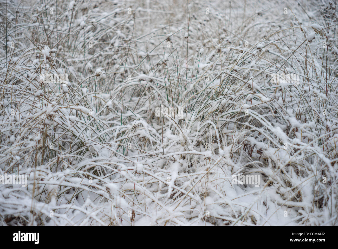 Withered grass covered with pure fresh snow Stock Photo - Alamy