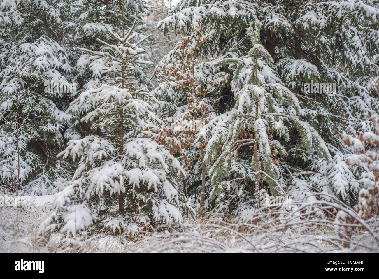 Spruce trees forest covered with snow silent winter Picea abies Stock Photo - Alamy
