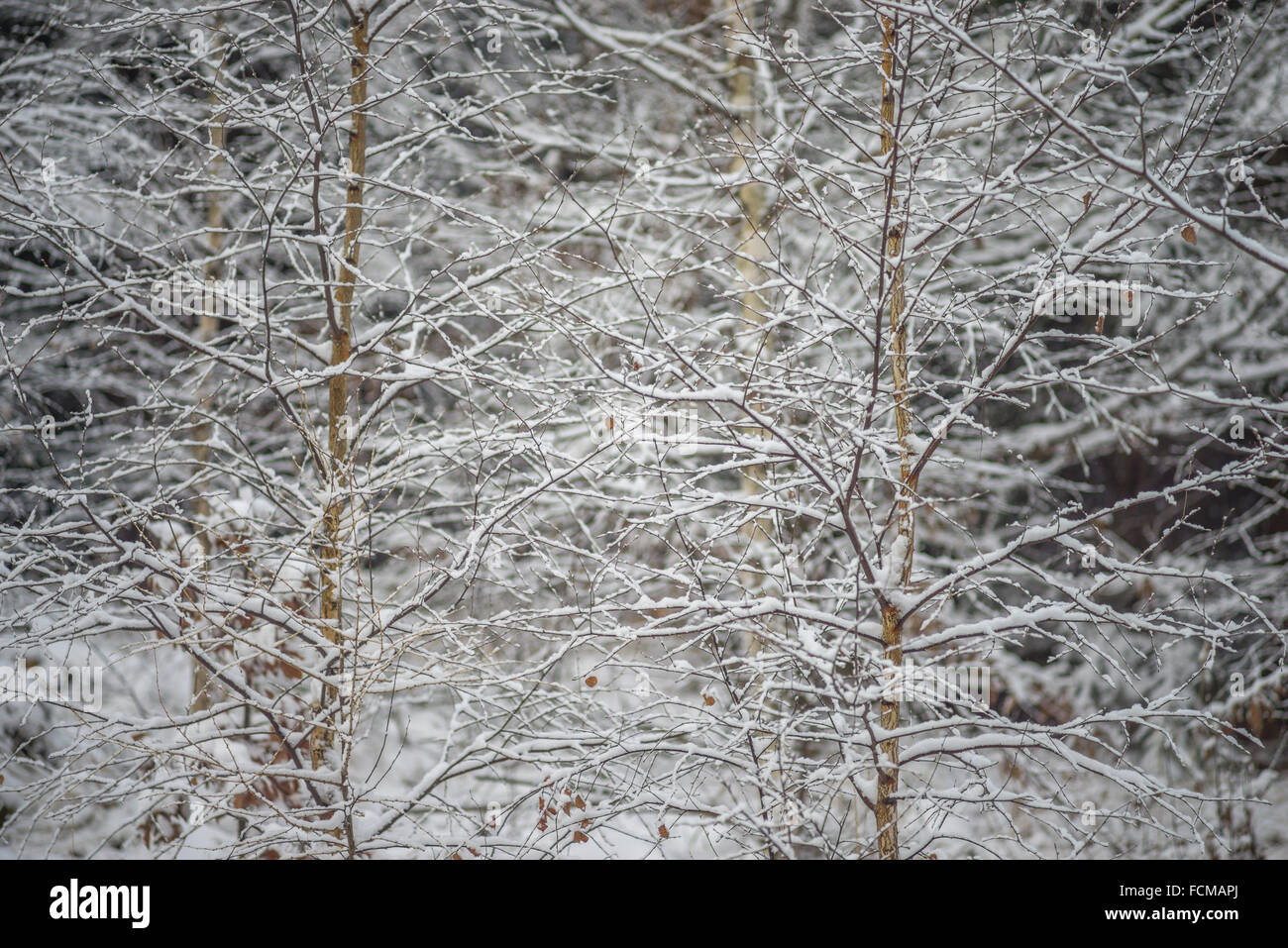 Pure white fresh snow hi-res stock photography and images - Alamy