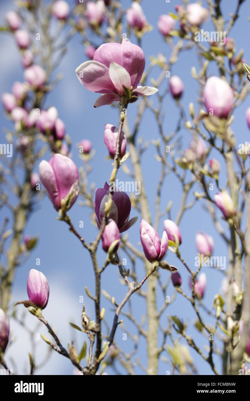 Magnolia rustica rubra hi-res stock photography and images - Alamy