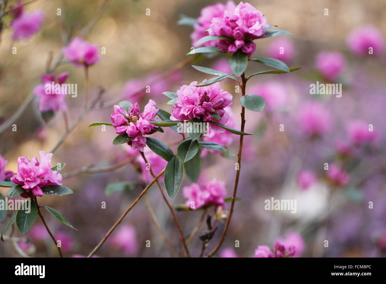 Rhododendron early springtime bloomer Stock Photo - Alamy