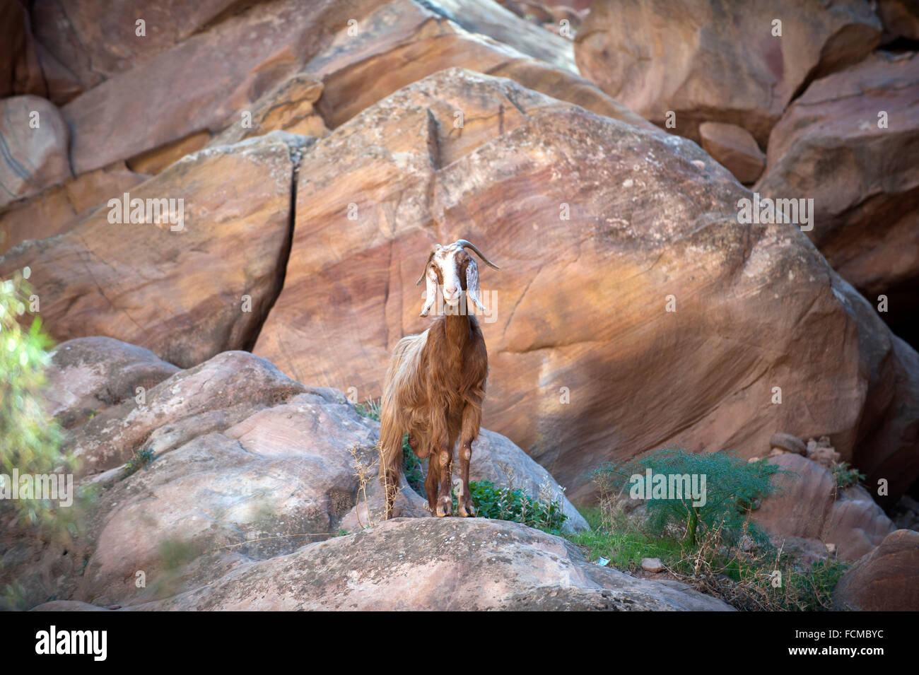 Jordan goat hi-res stock photography and images - Alamy