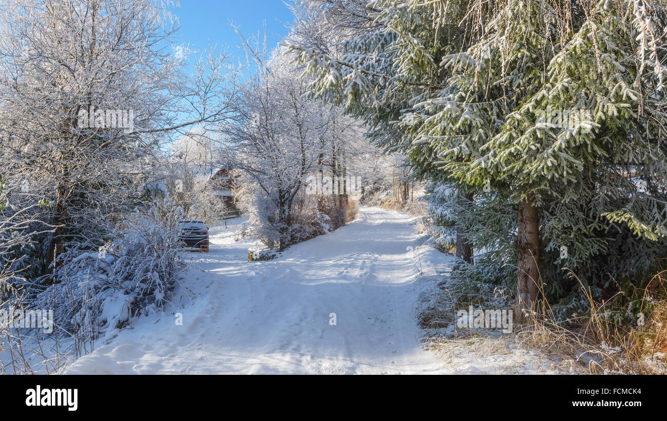 Cold day icy tree hi-res stock photography and images - Alamy