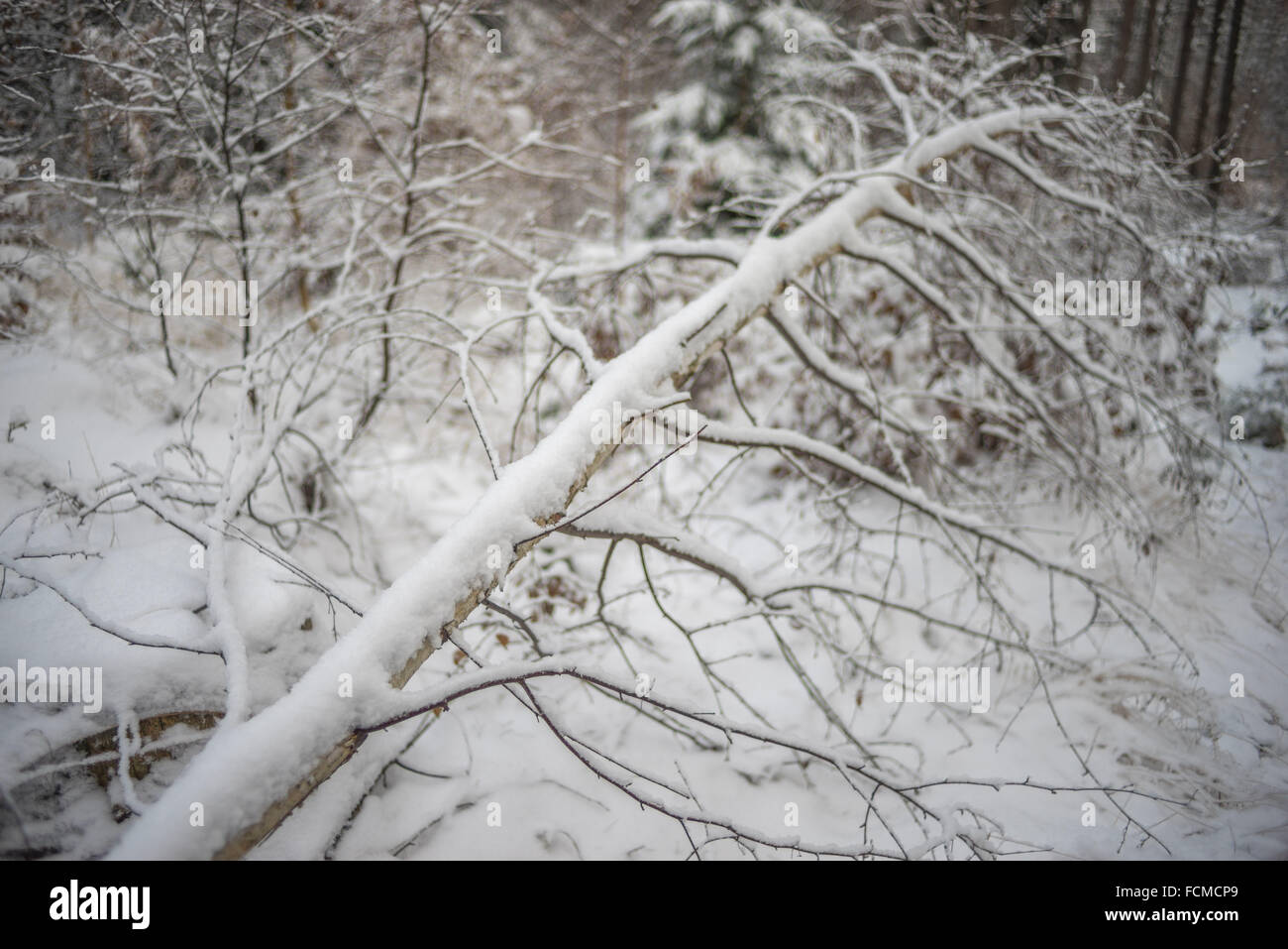 Twigs covered with pure fresh white snow Stock Photo - Alamy