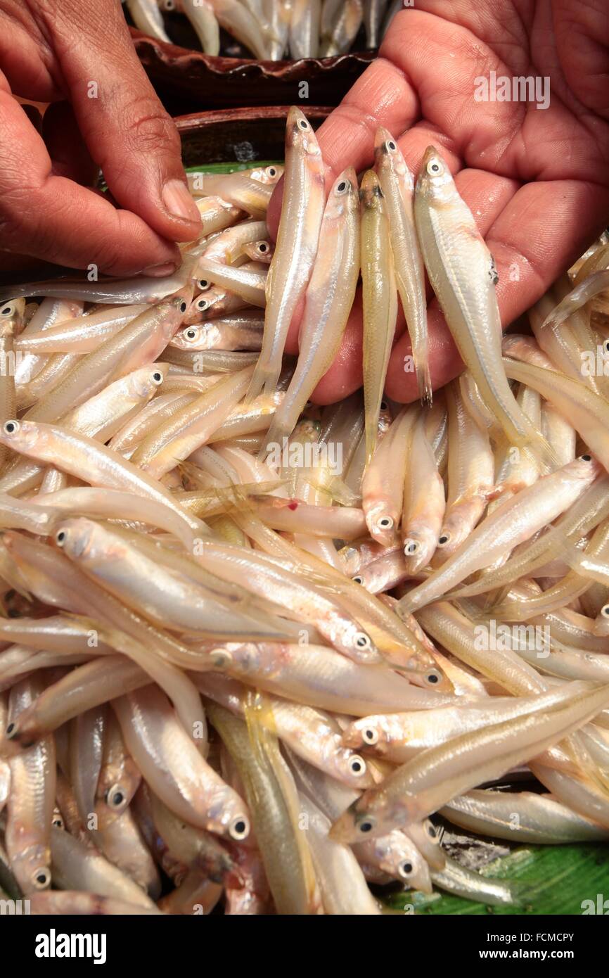 Charales High Resolution Stock Photography and Images - Alamy