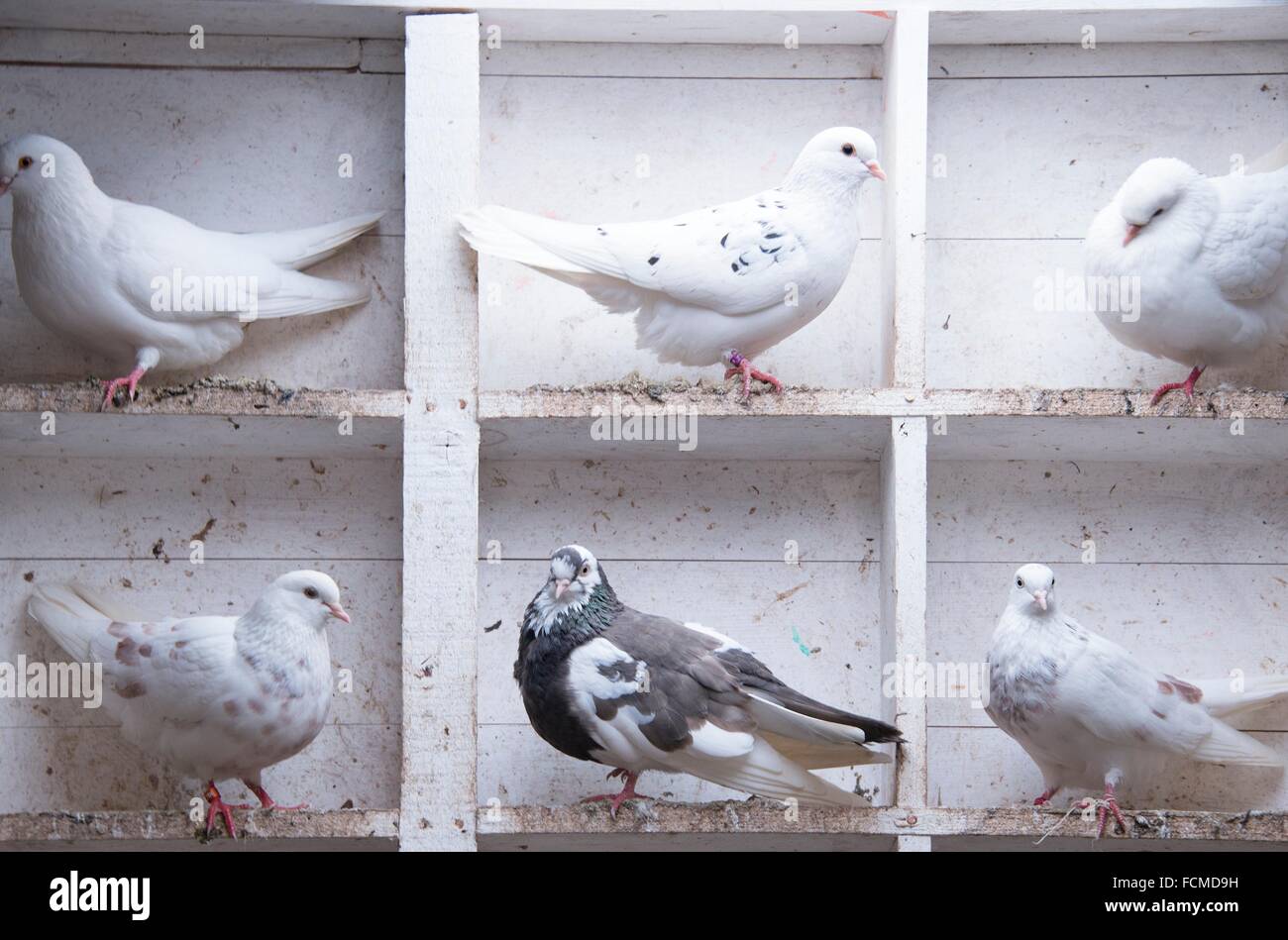 White pigeon in group of pigeons hi-res stock photography and images ...