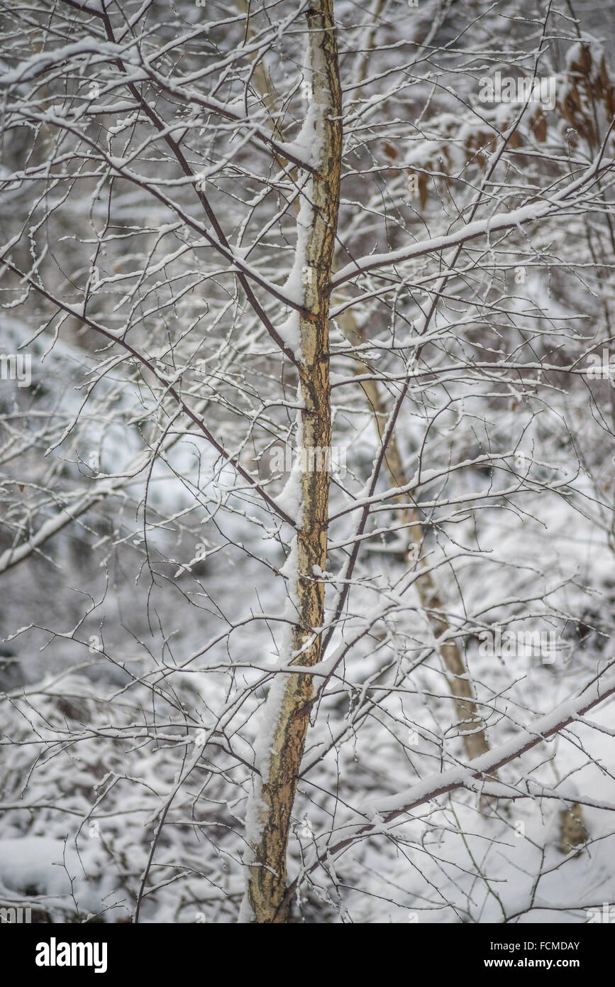 Twigs covered with pure fresh white snow Stock Photo - Alamy