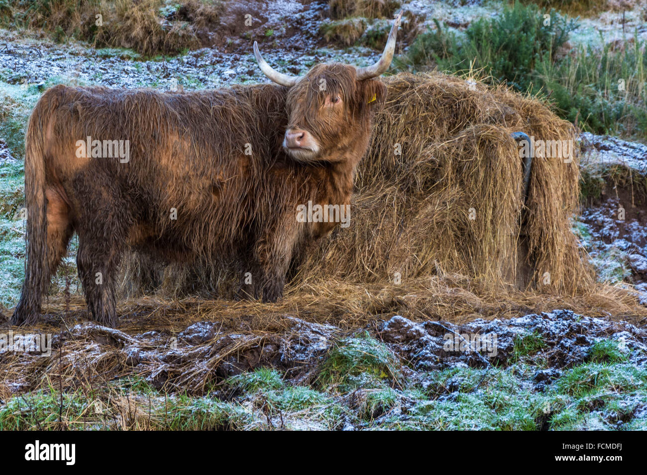 Rogart hi-res stock photography and images - Alamy