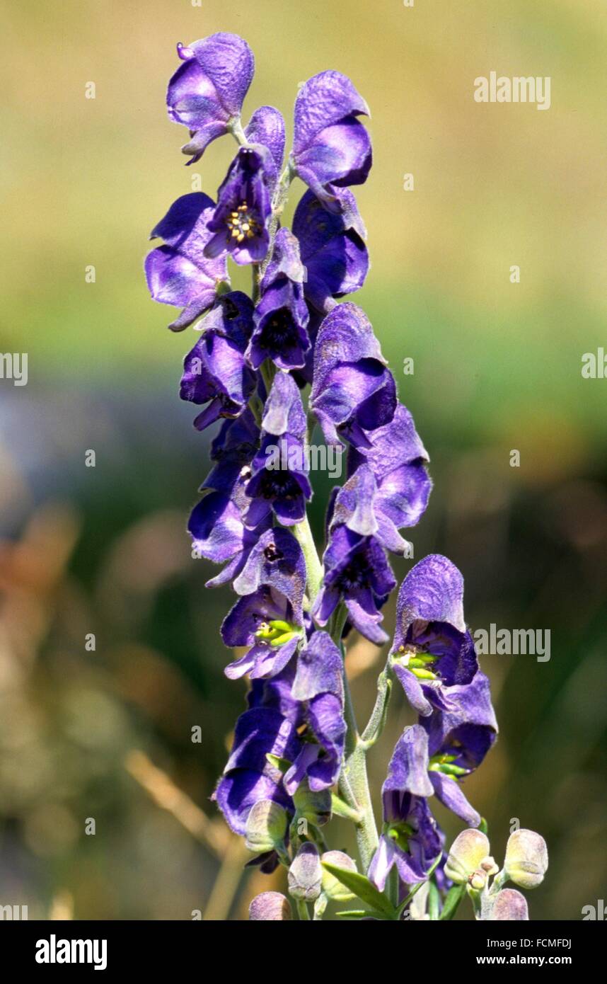 Aconitus hi-res stock photography and images - Alamy