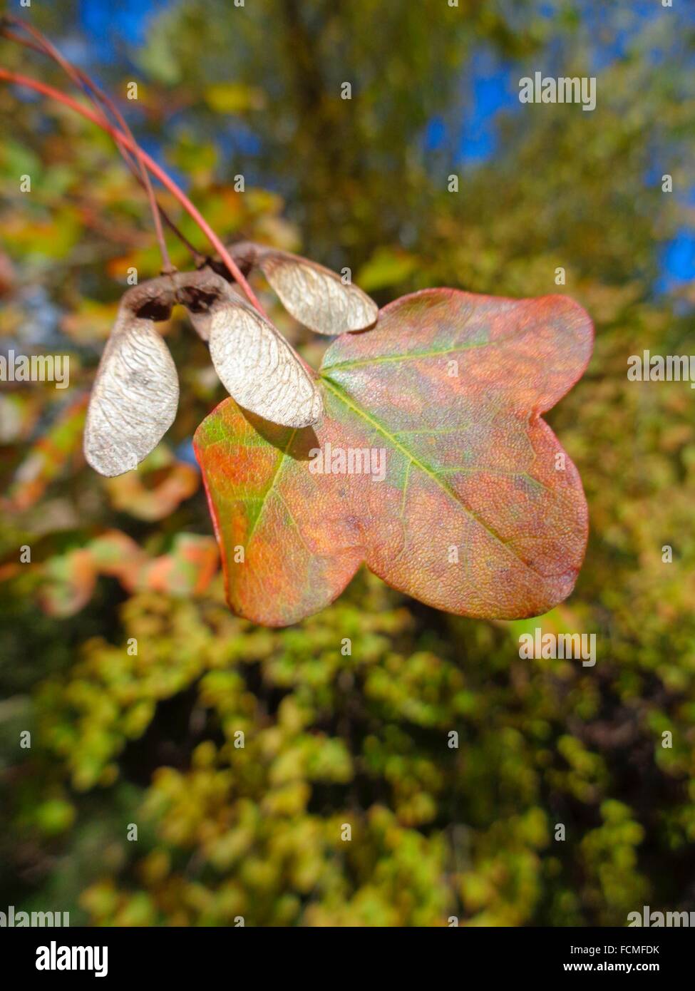 Auro color hi-res stock photography and images - Alamy