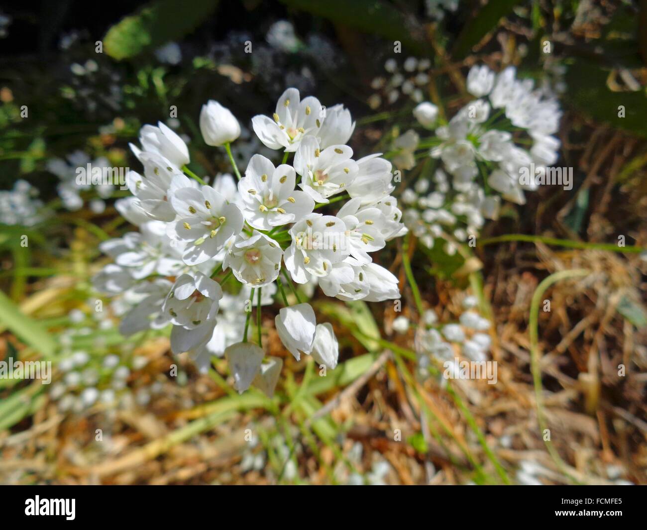 Allium neapolitanum hi-res stock photography and images - Alamy