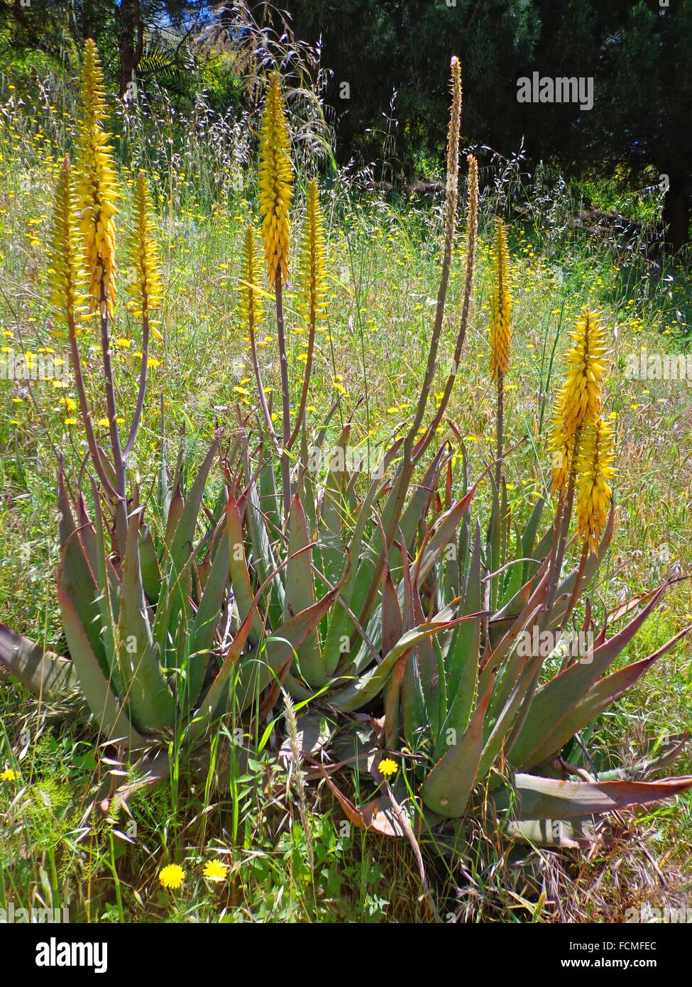 True aloe hi-res stock photography and images - Alamy