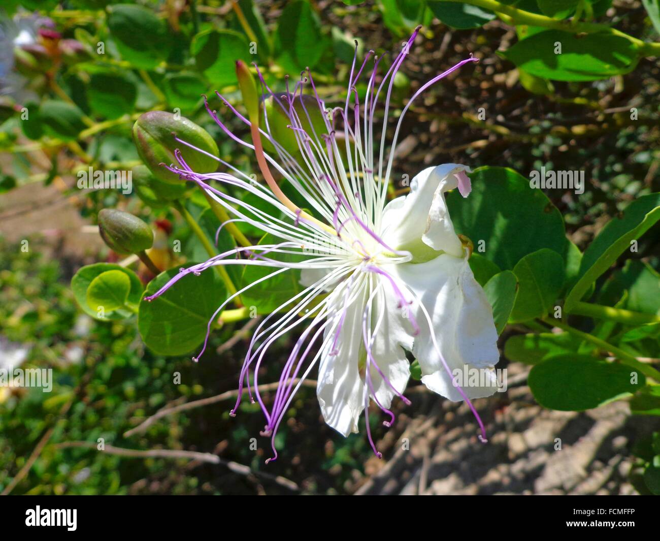Alcaparra hi-res stock photography and images - Alamy