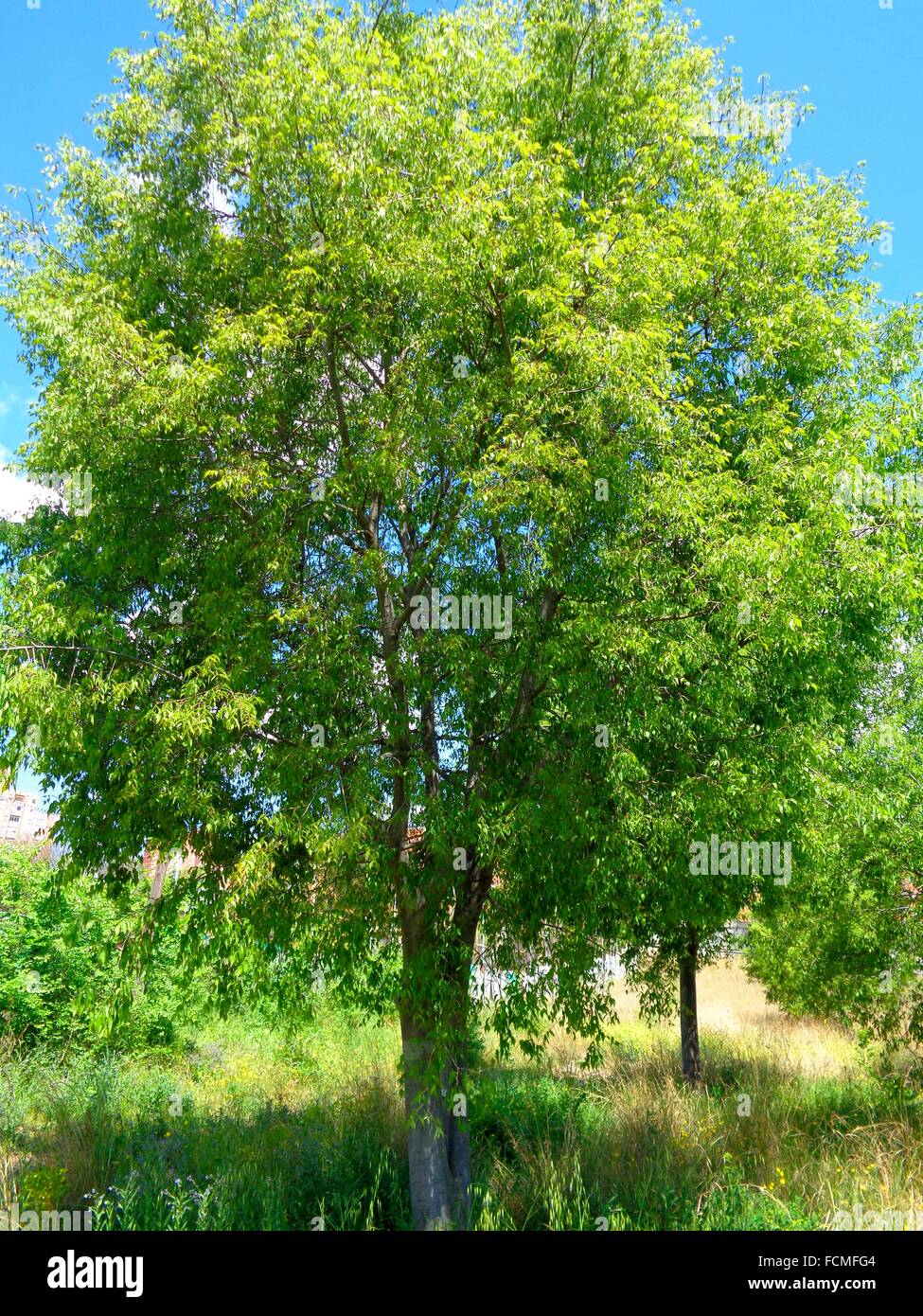 Celtis australis hi-res stock photography and images - Alamy