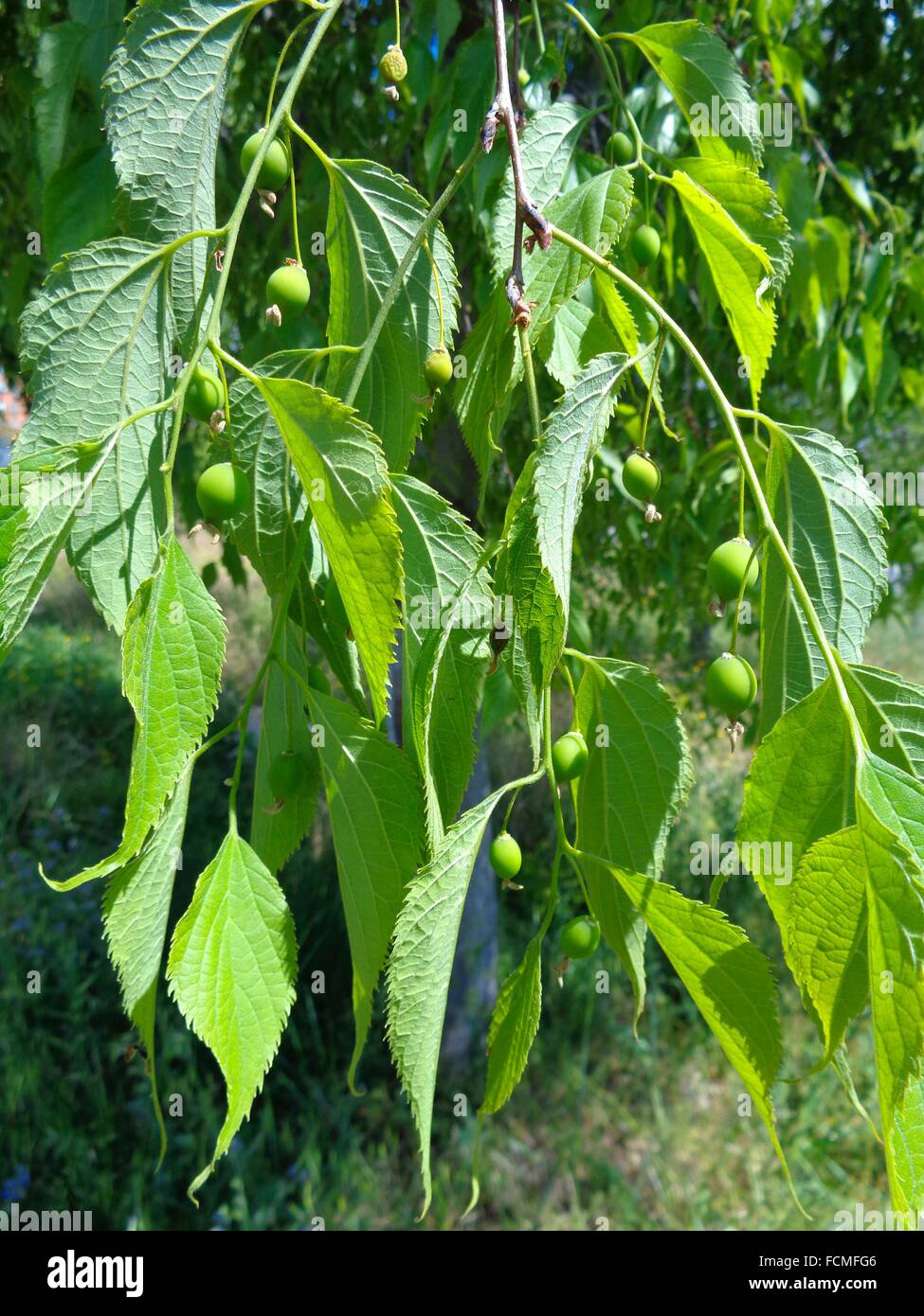 Nettle tree celtis australis hi-res stock photography and images - Alamy