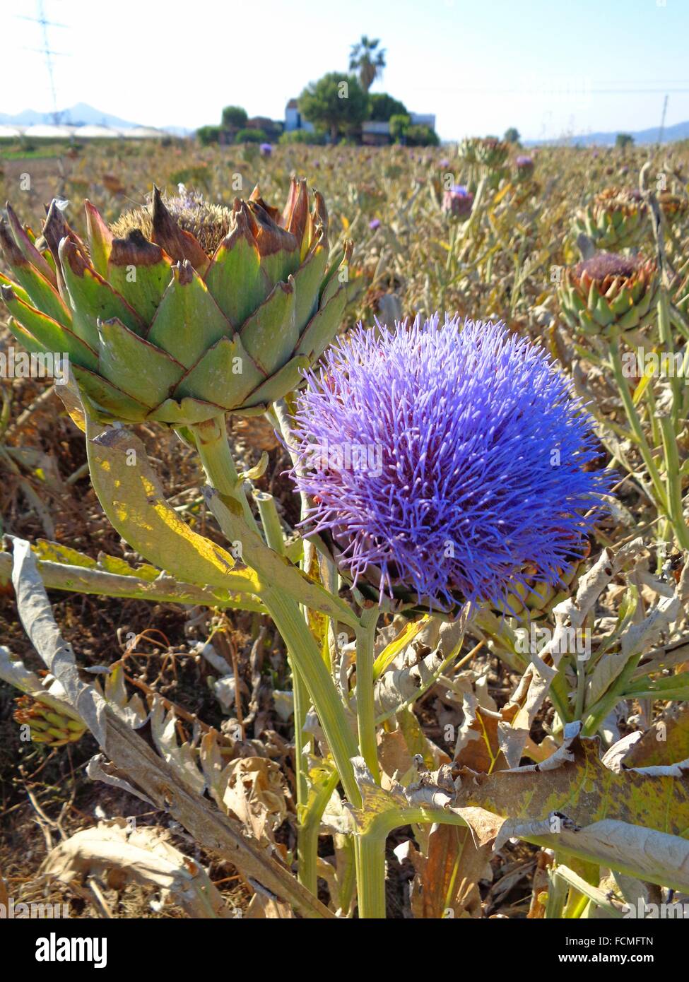 Cinarina hi-res stock photography and images - Alamy