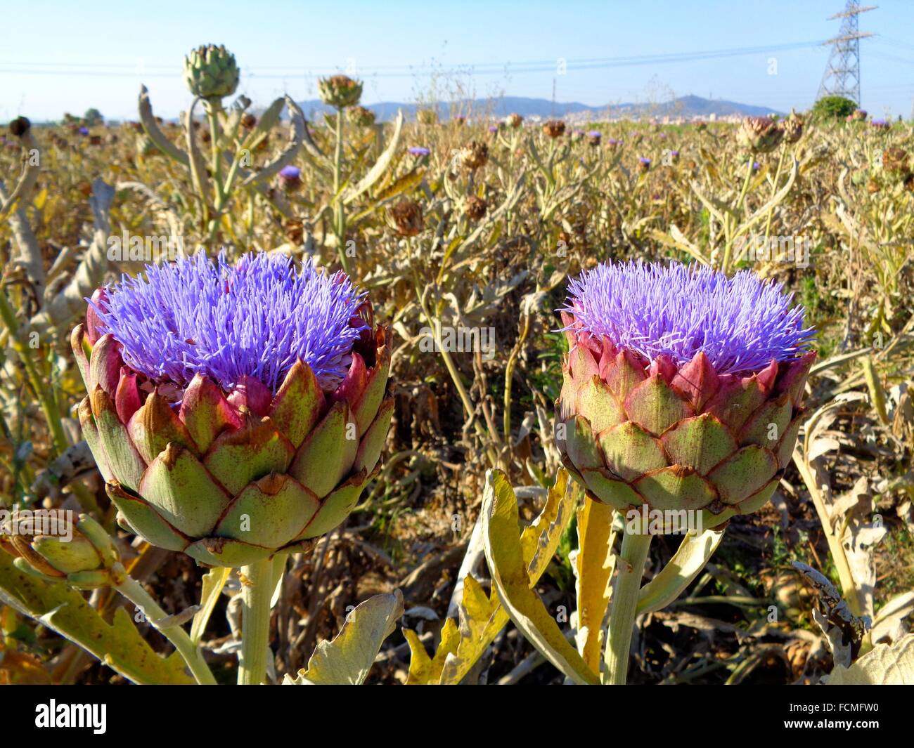 Cinarina hi-res stock photography and images - Alamy