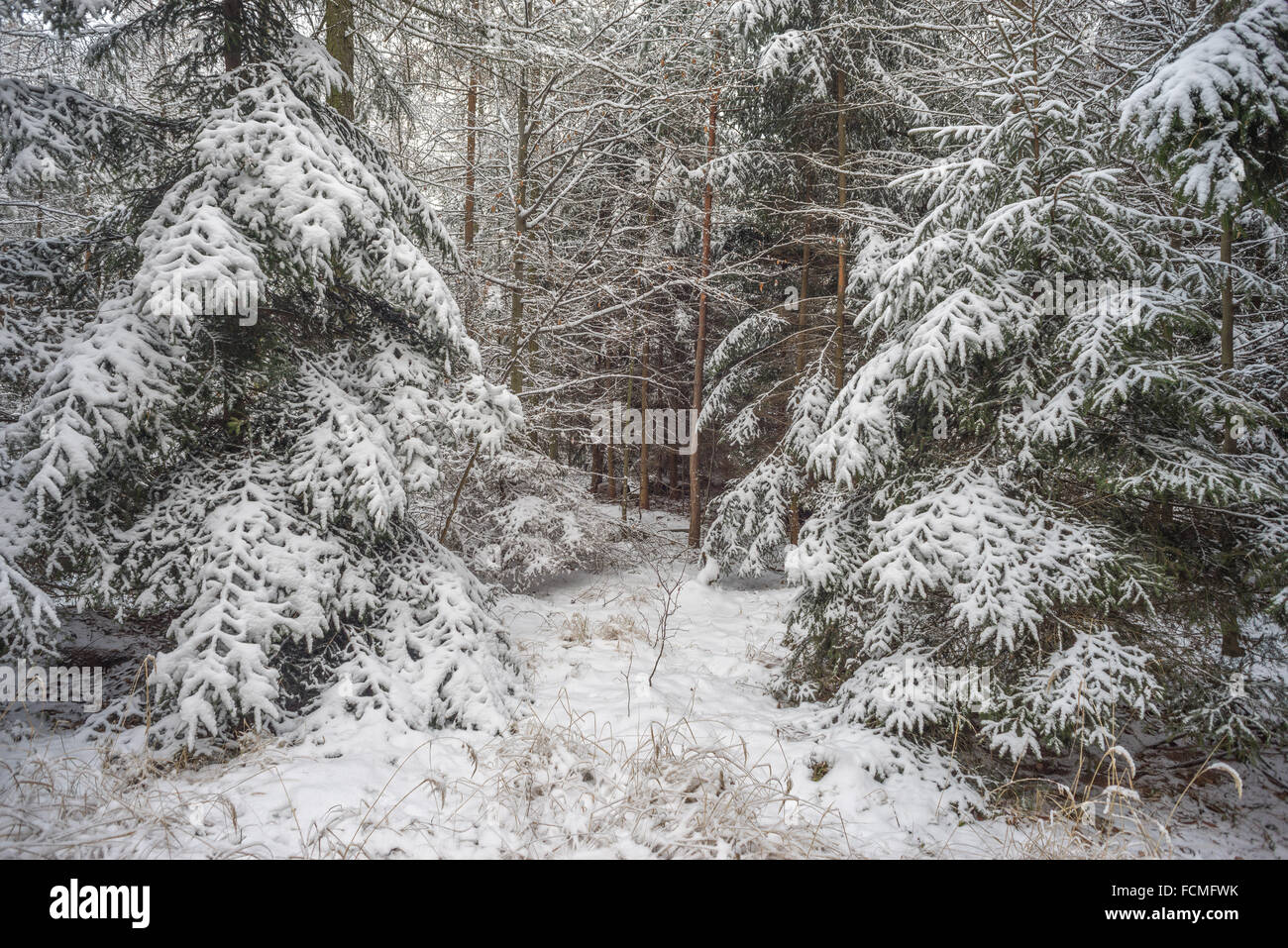 Silent chilly winer forest covered with snow Stock Photo - Alamy