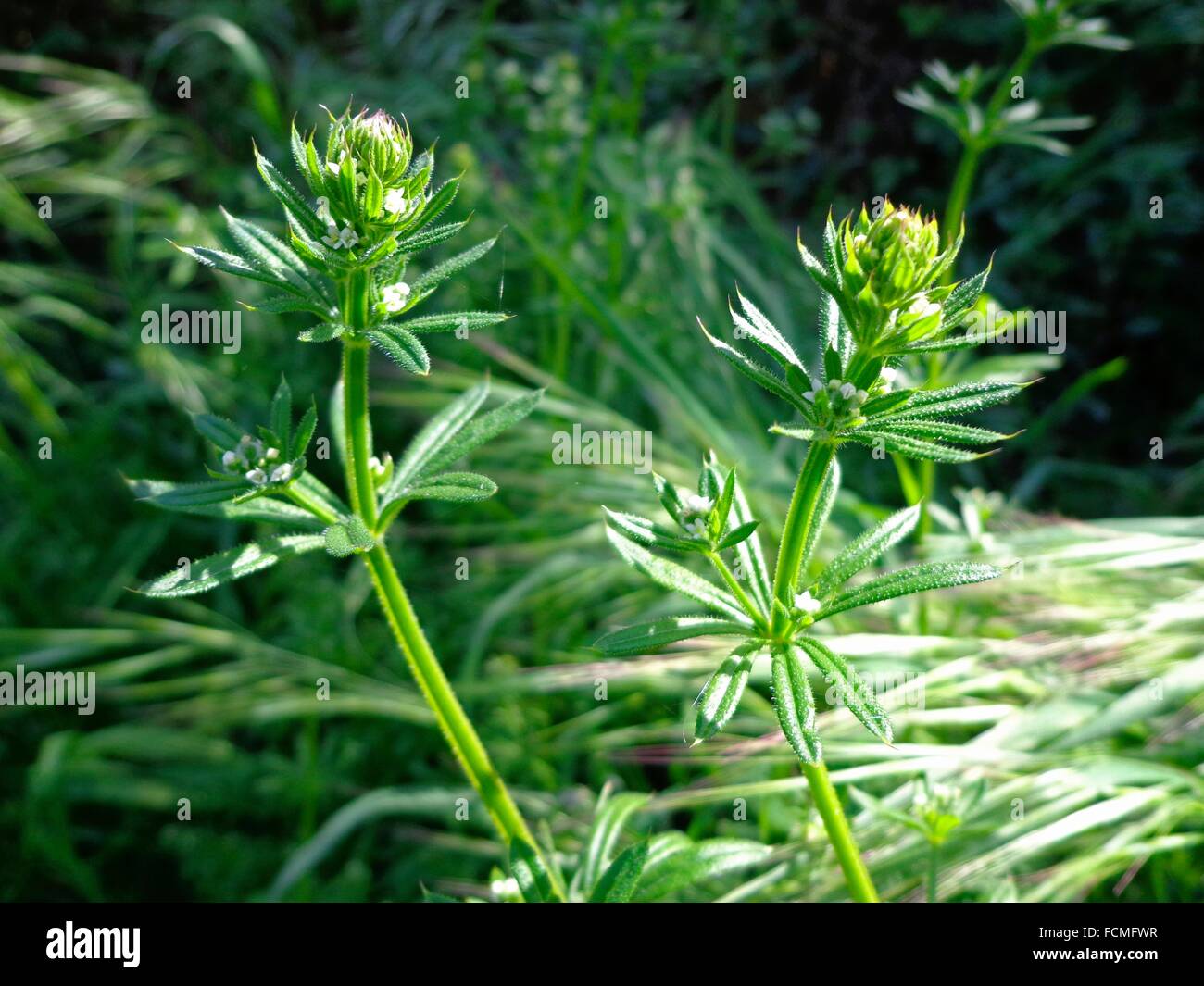 Cleaver galium aparine hi-res stock photography and images - Alamy