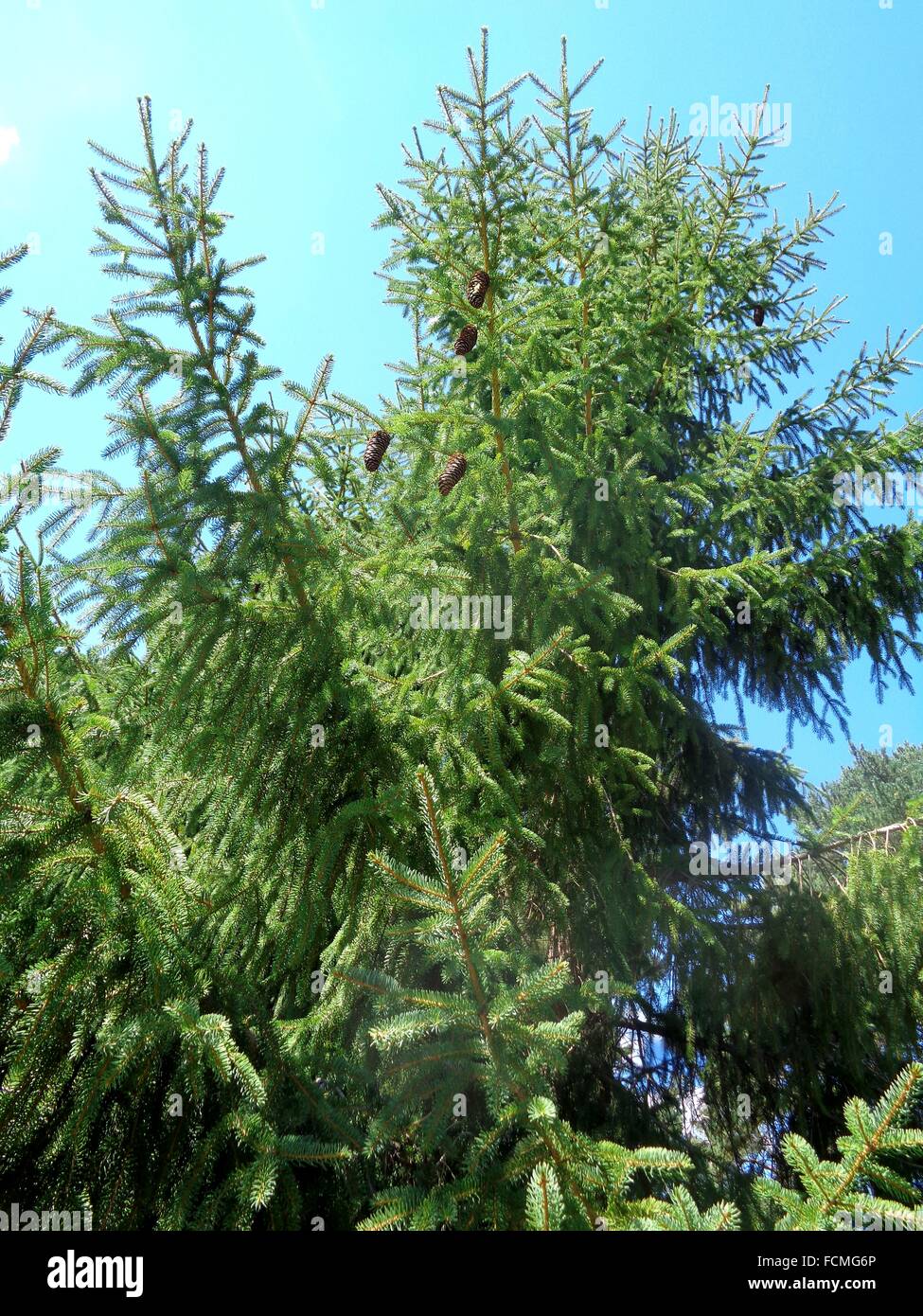 Abies alba madera hi-res stock photography and images - Alamy