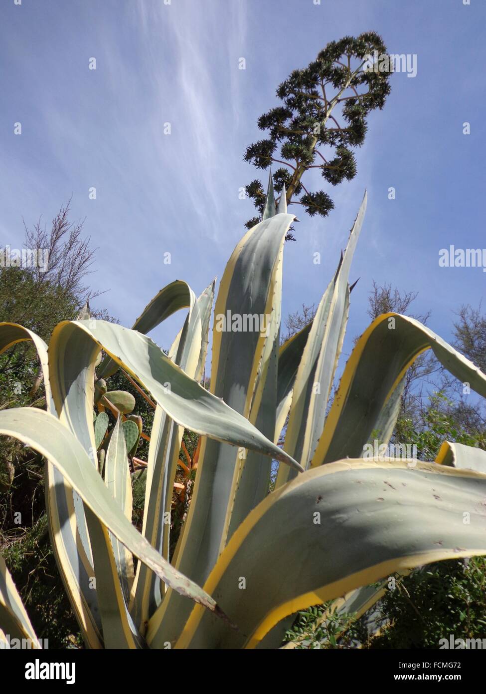 Agave pita americana hi-res stock photography and images - Alamy