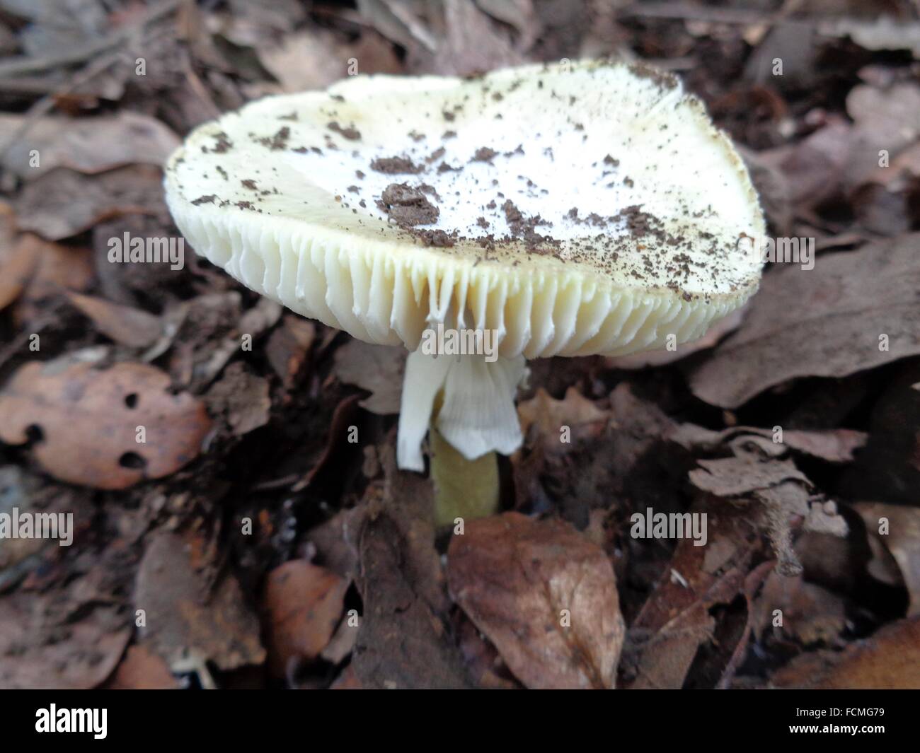 Phalloides High Resolution Stock Photography and Images - Alamy