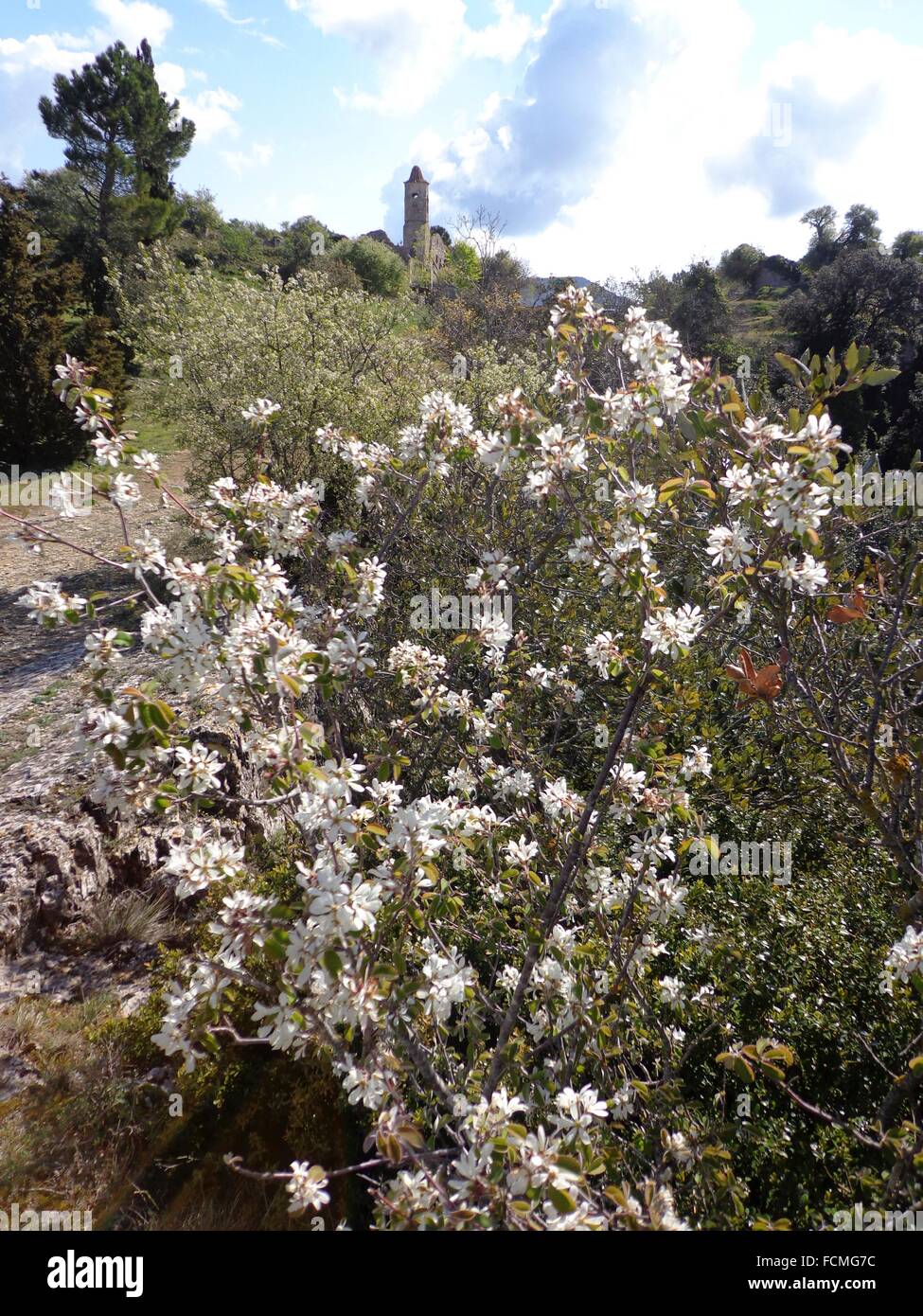 Snowy mespilus amelanchier ovalis hi-res stock photography and images ...