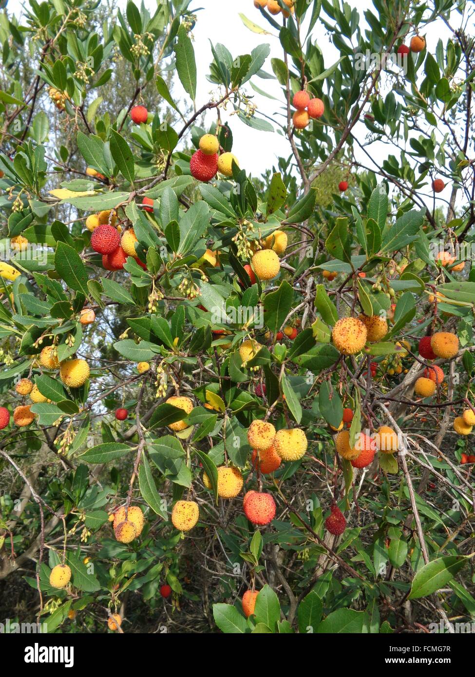 Arbustus Tree High Resolution Stock Photography and Images - Alamy
