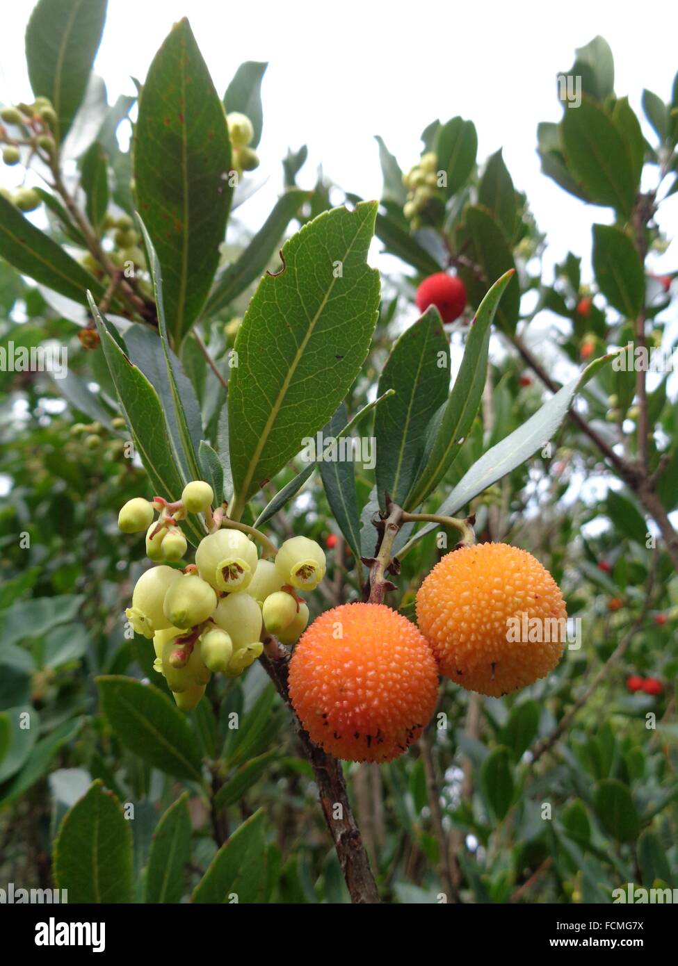 Arbustus tree hi-res stock photography and images - Alamy