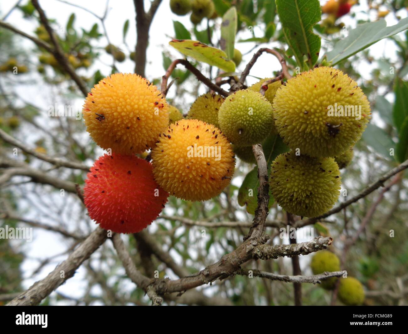 Killarney strawberry tree hi-res stock photography and images - Alamy