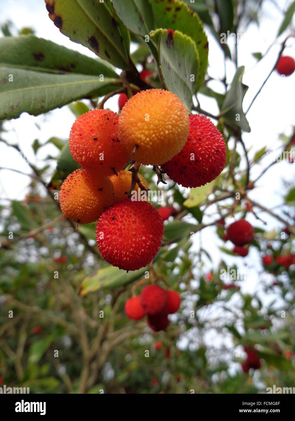 Arbustus tree hi-res stock photography and images - Alamy