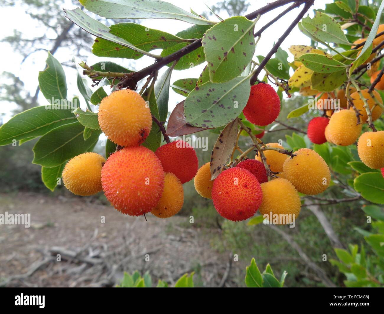 Arbustus tree hi-res stock photography and images - Alamy