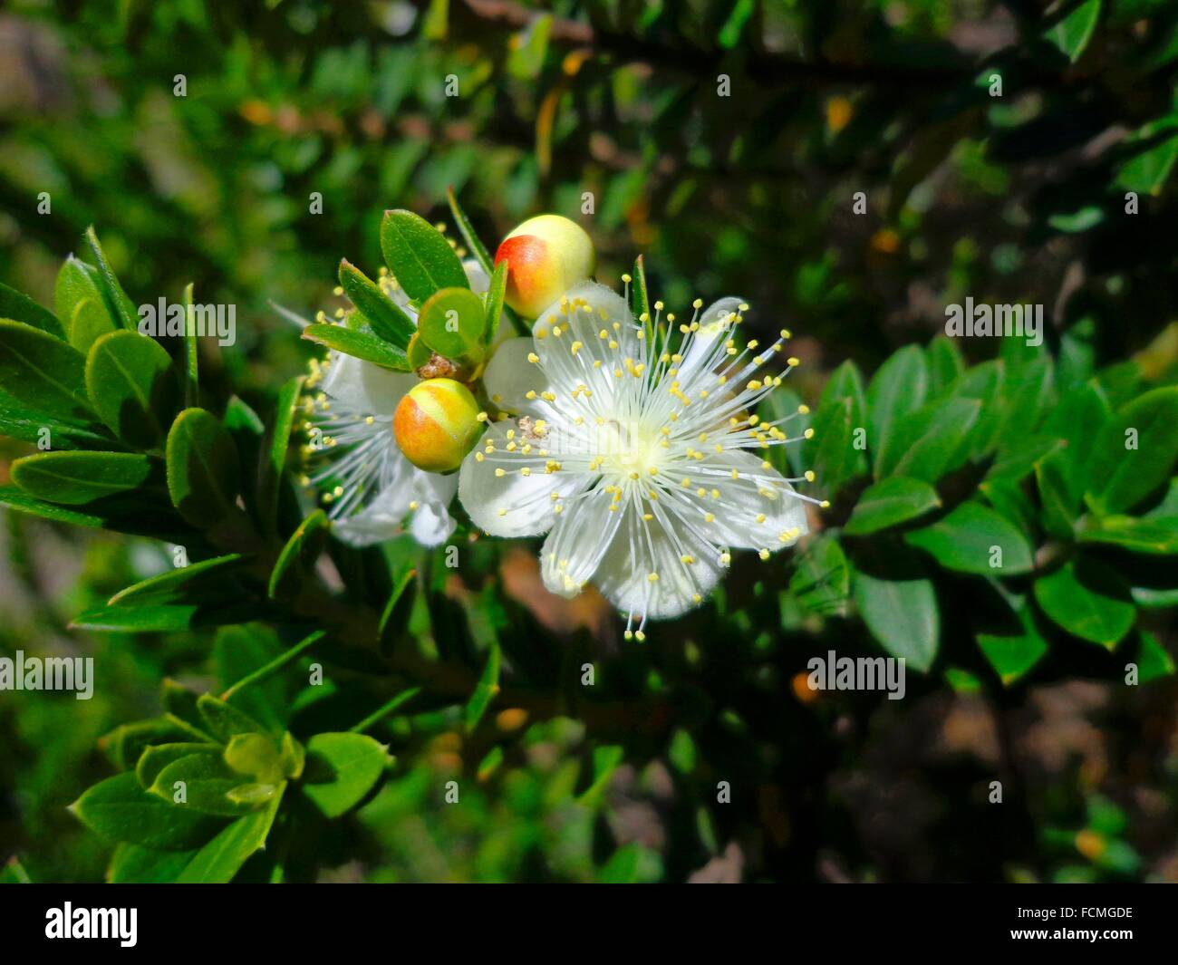 Myrtus communis hi-res stock photography and images - Alamy