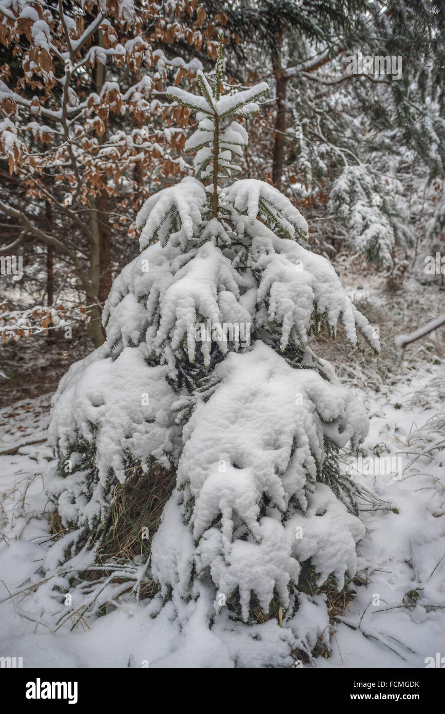 Little spruce tree covered with snow winter forest Picea abies Stock ...