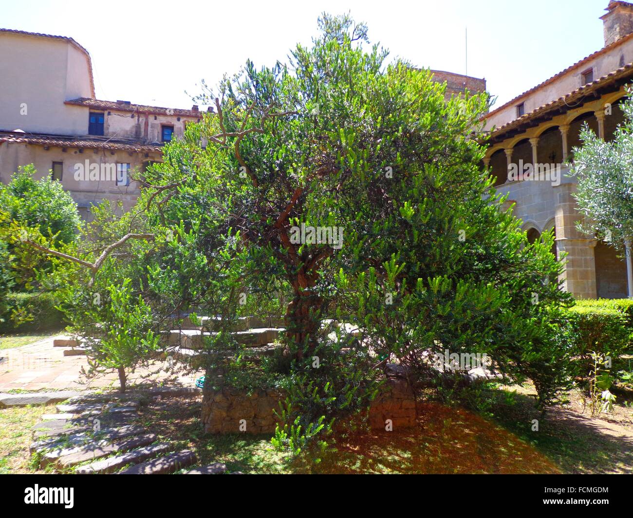 Myrtus communis hi-res stock photography and images - Alamy