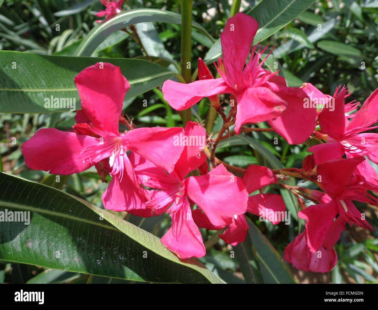 Adelfa nerium oleander hi-res stock photography and images - Alamy