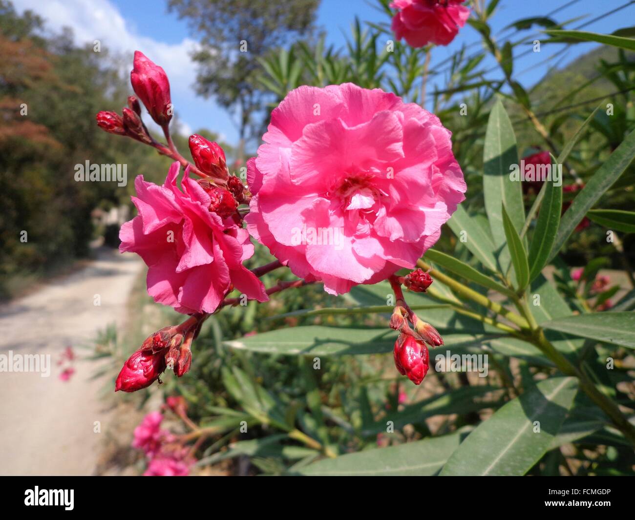 Adelfa nerium oleander hi-res stock photography and images - Alamy