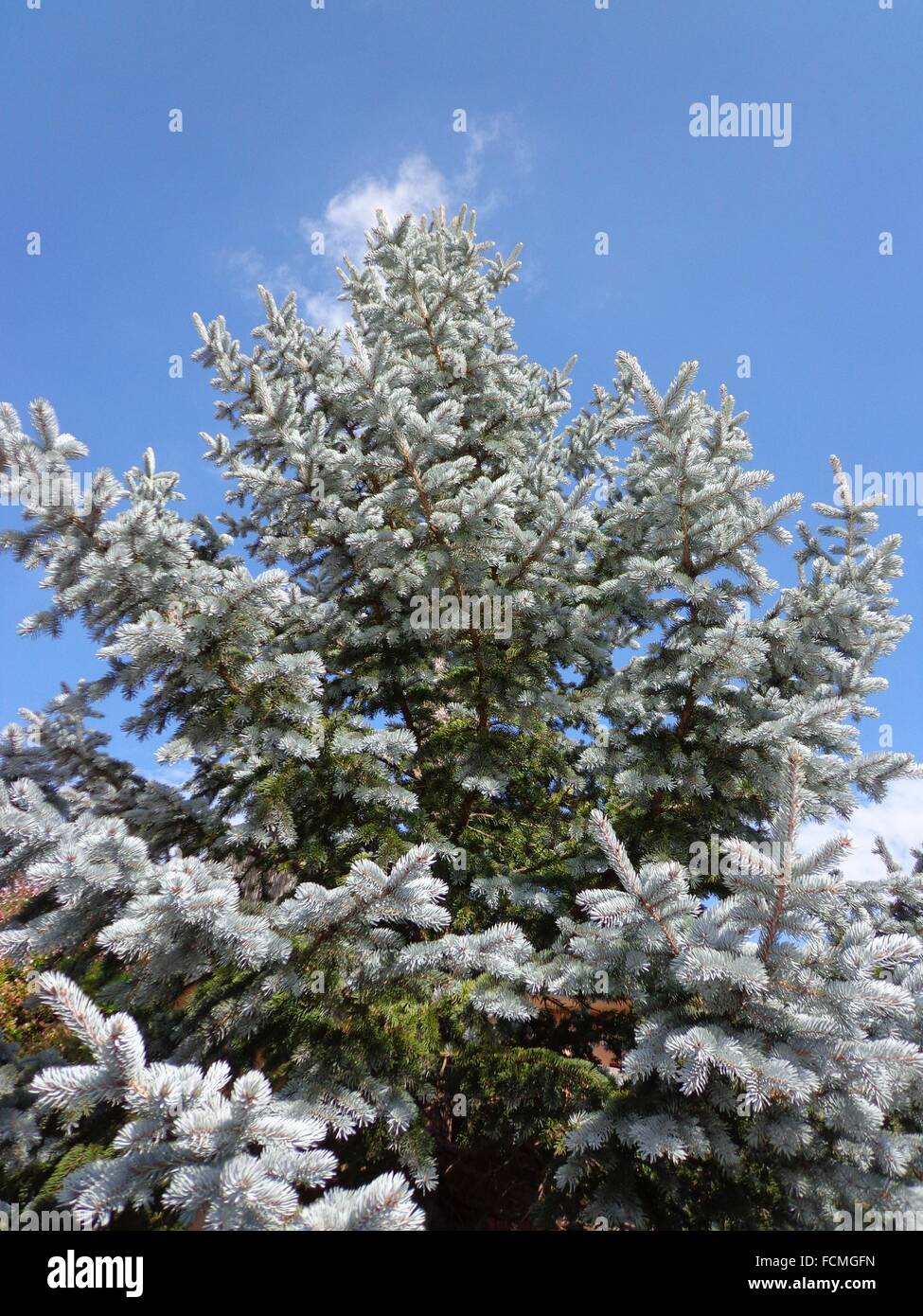 Picea hoopsii hi-res stock photography and images - Alamy
