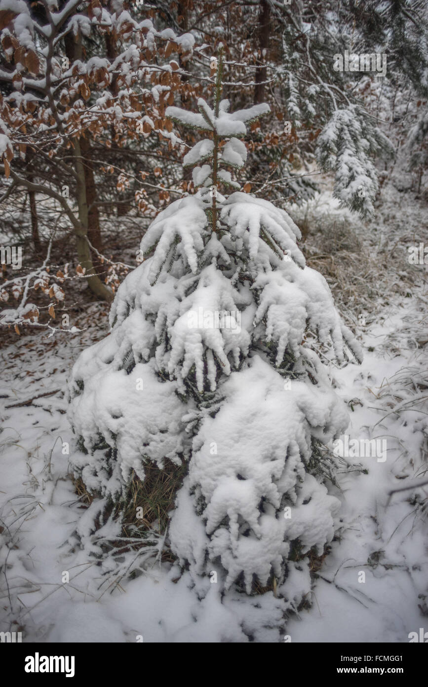 Little spruce tree covered with snow winter forest Picea abies Stock Photo - Alamy