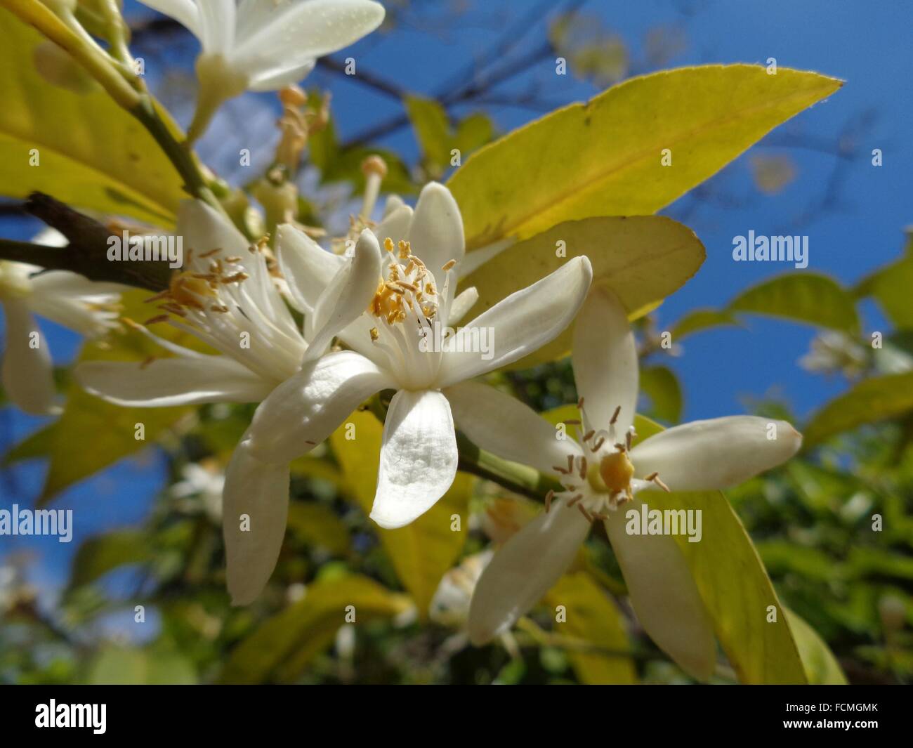 Citrus aurantium seville hi-res stock photography and images - Alamy