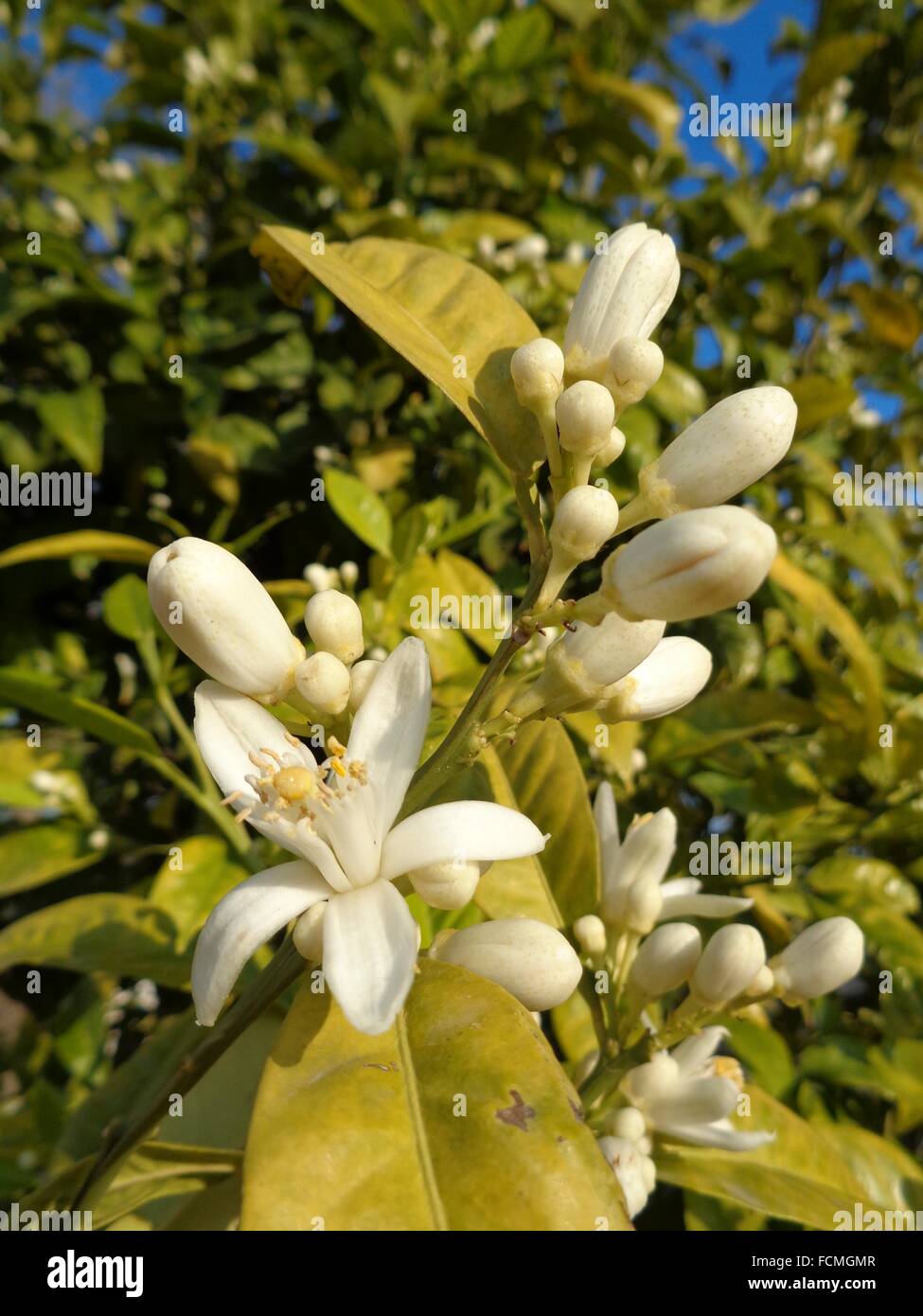 Bitter orange (citrus aurantium) hi-res stock photography and images ...